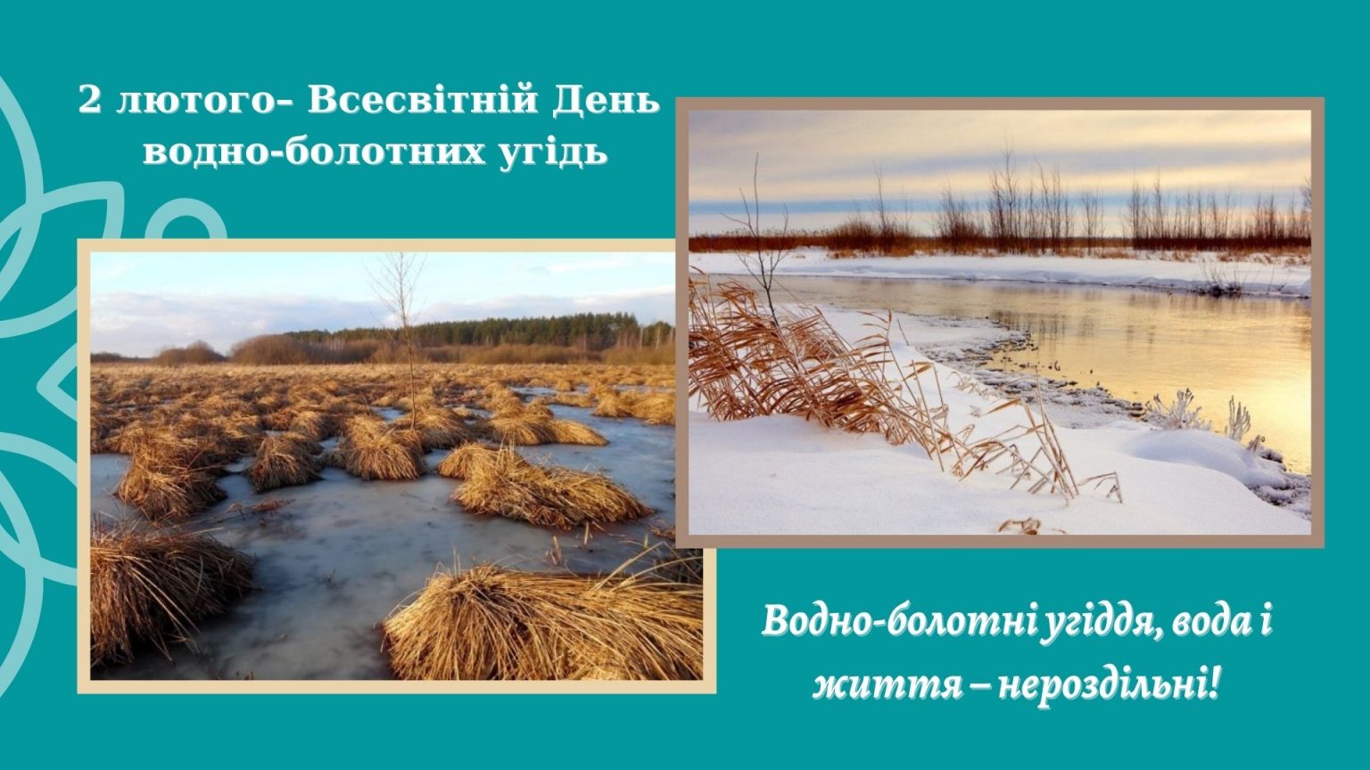 Цікаві факти про водно-болотні угіддя - Офіційний сайт Деснянського ...